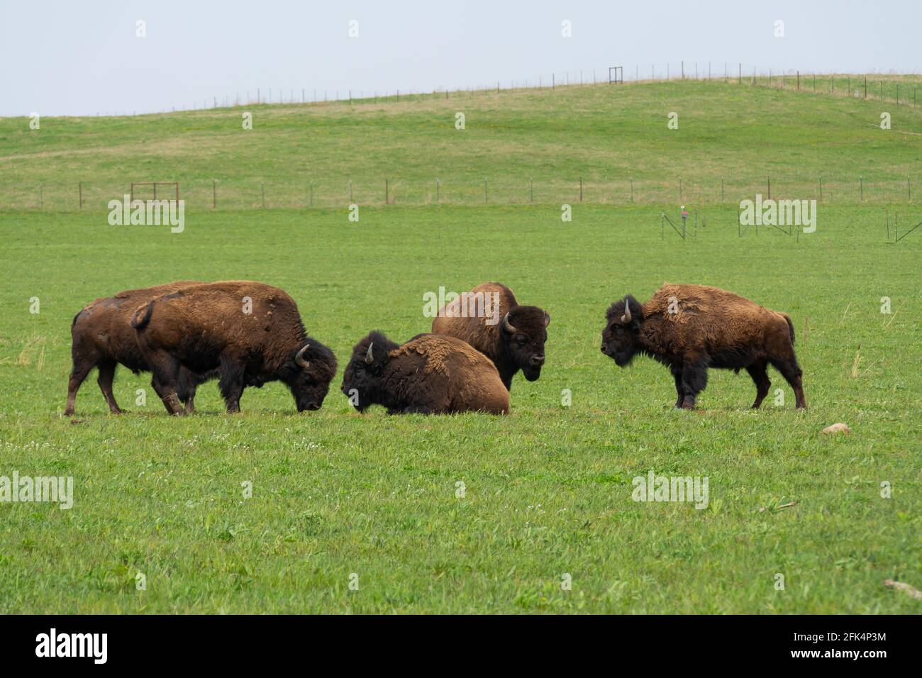 Buffalo in open grass field on a beautiful Spring day. Nachusa ...