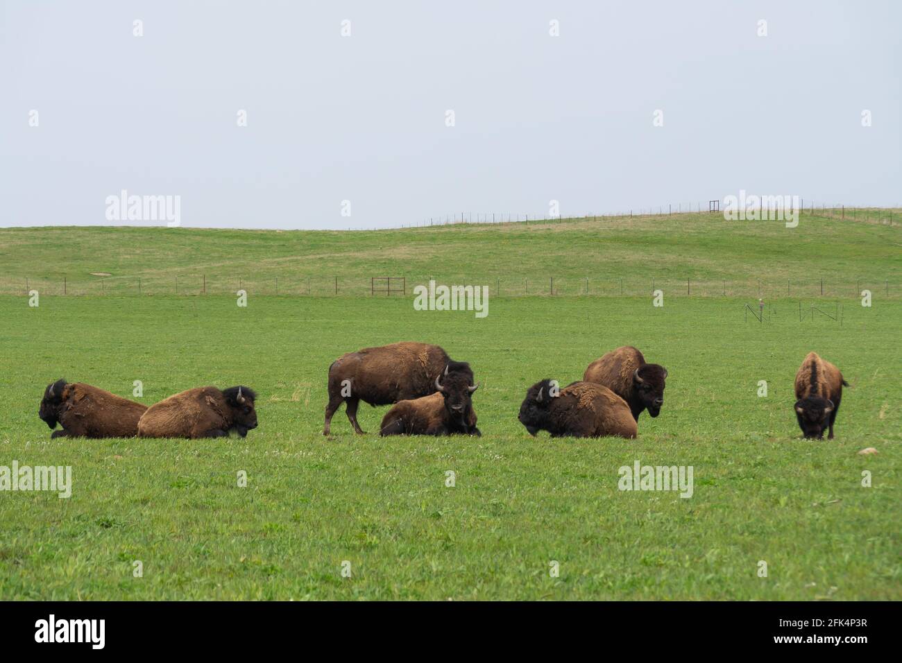 Buffalo in open grass field on a beautiful Spring day. Nachusa ...