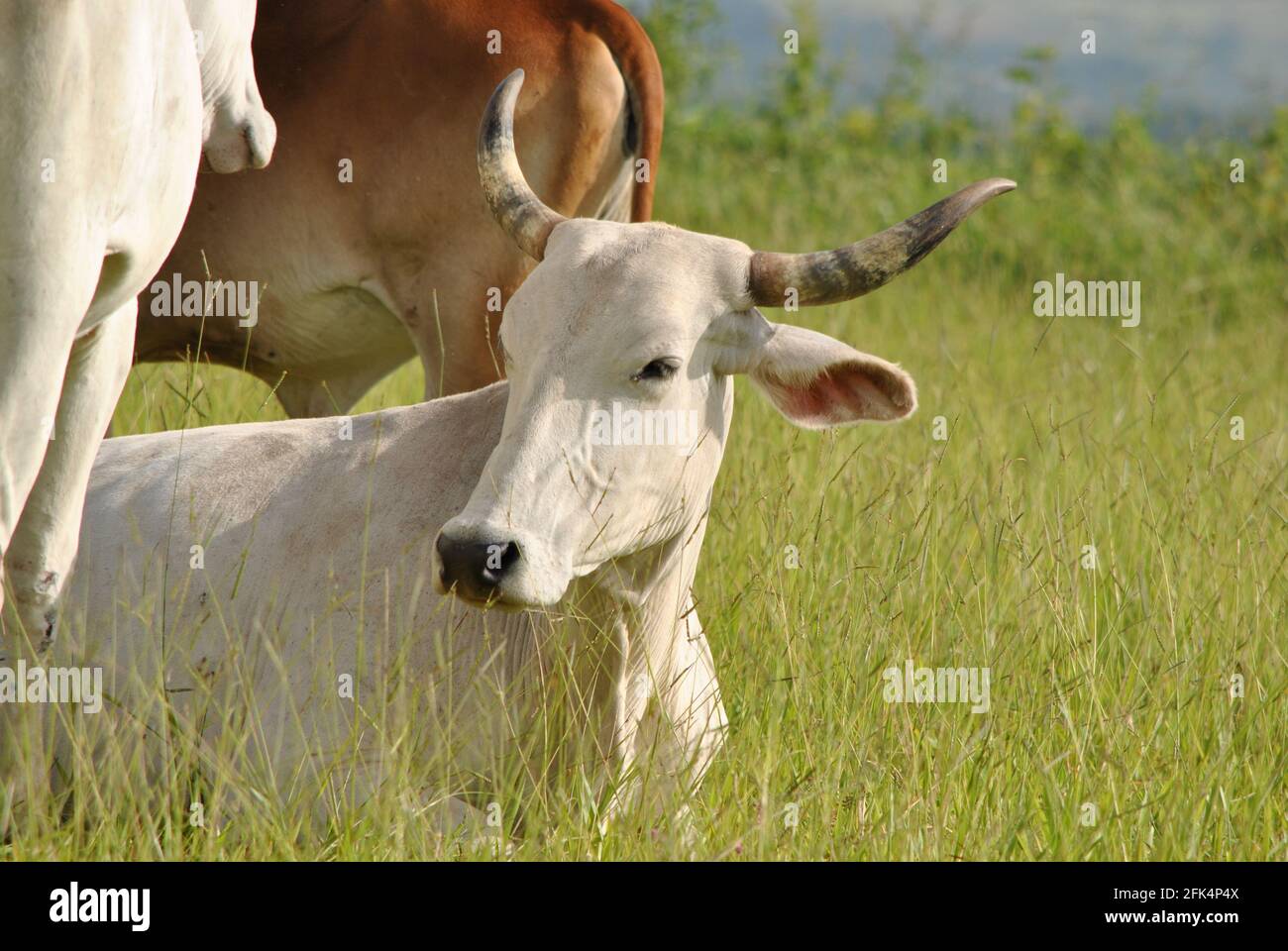 the cow nelore a beautiful Brazilian cow Stock Photo - Alamy
