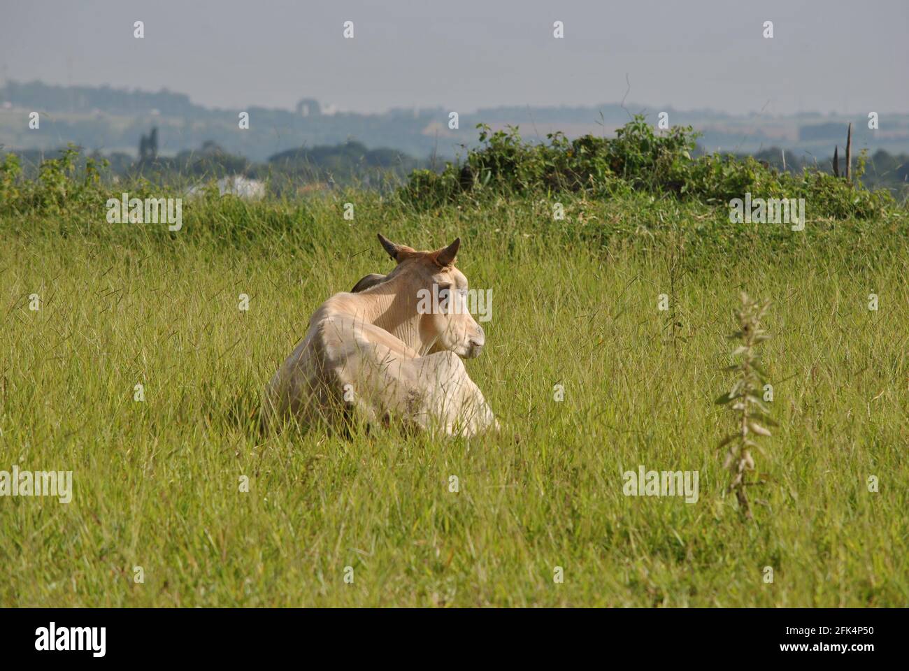 the cow nelore a beautiful Brazilian cow Stock Photo - Alamy