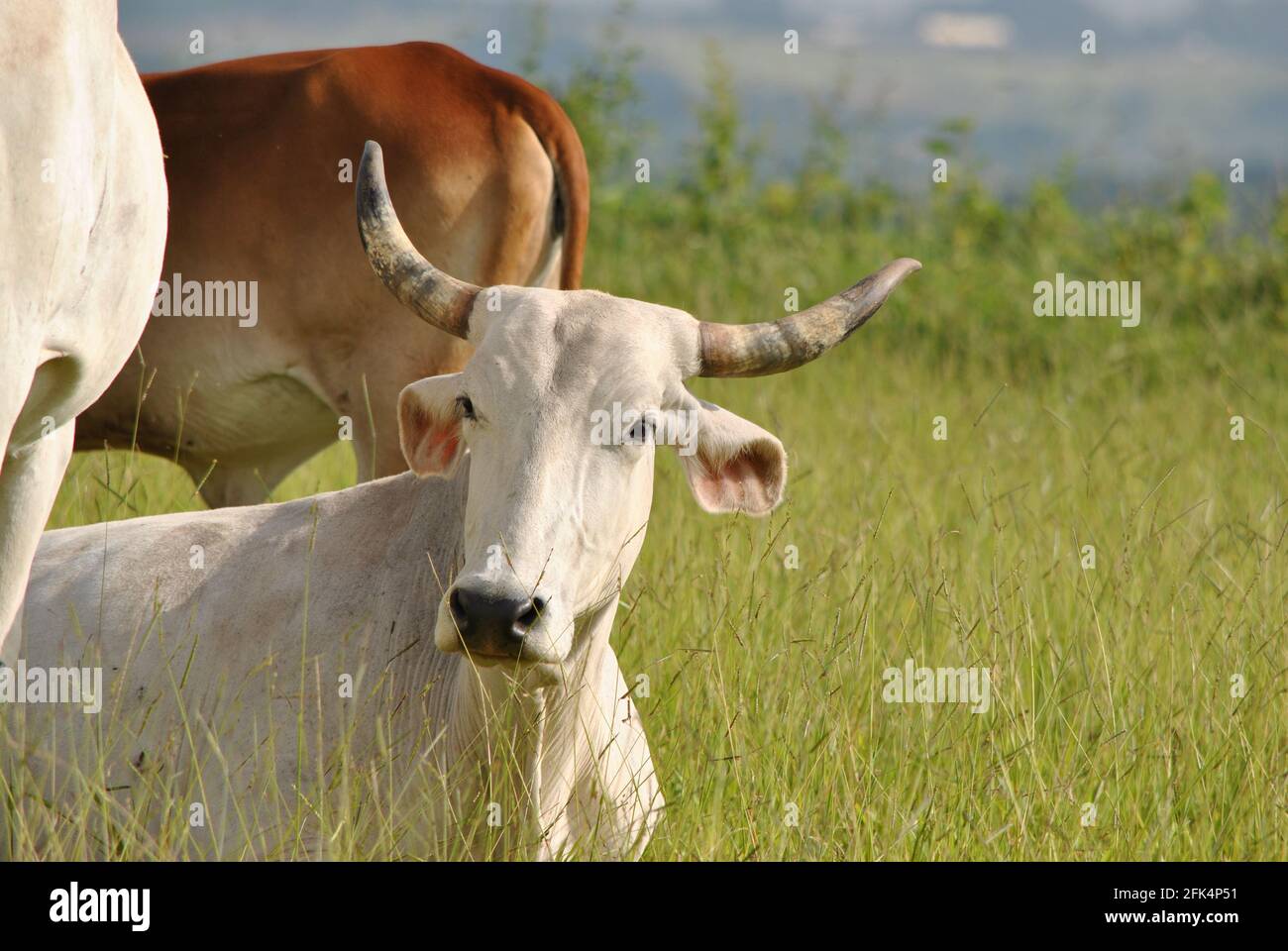 Brazilian ranch hi-res stock photography and images - Alamy