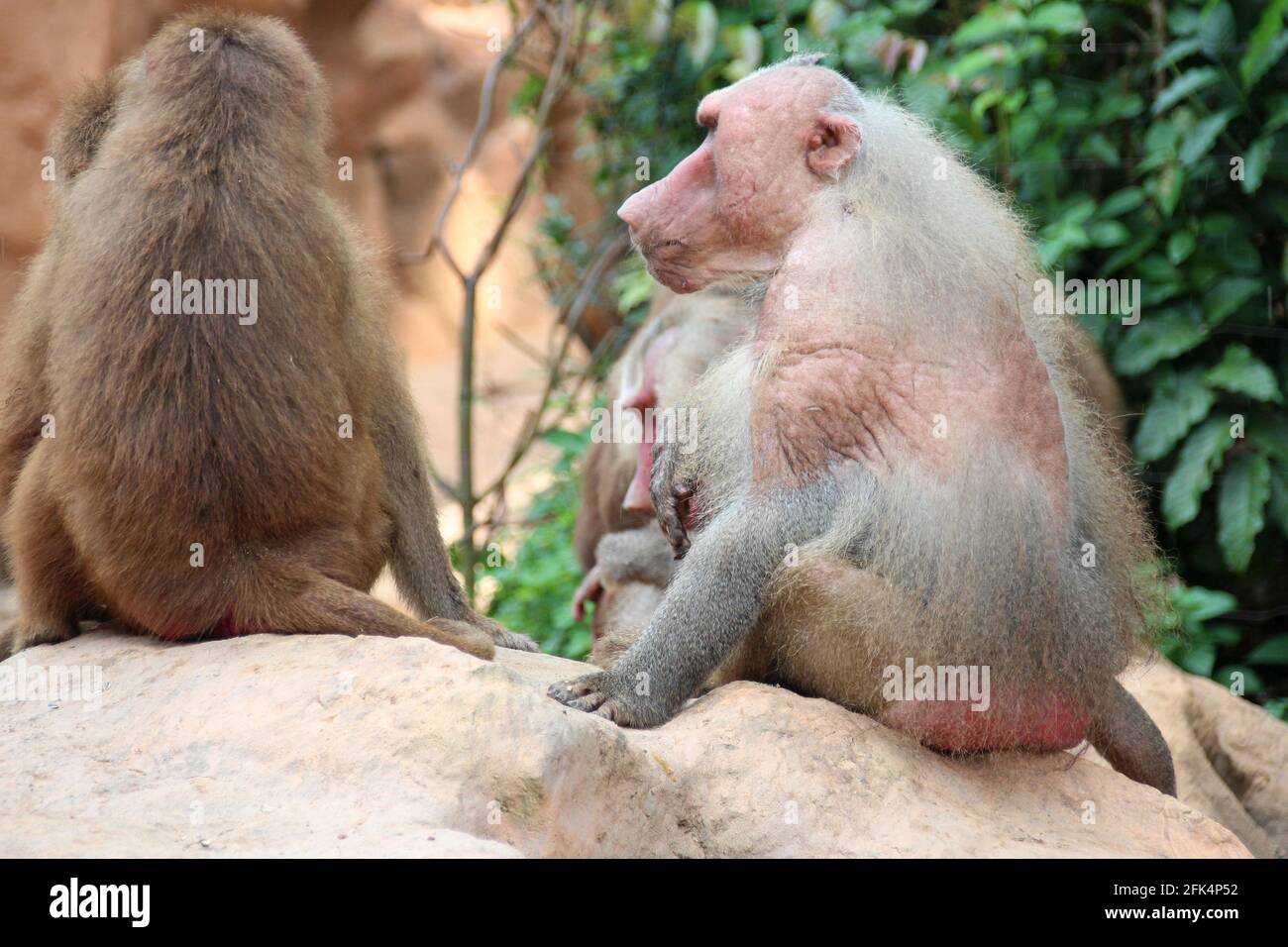 hamadryas baboon in a zoo in singapore Stock Photo - Alamy