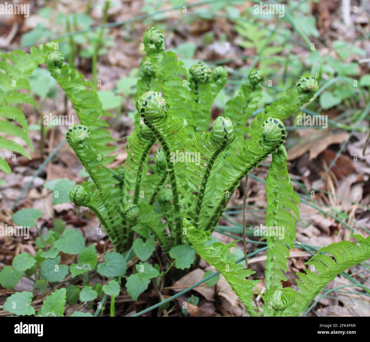 A cluster of ostrich ferns unfurling in the springtime Stock Photo - Alamy