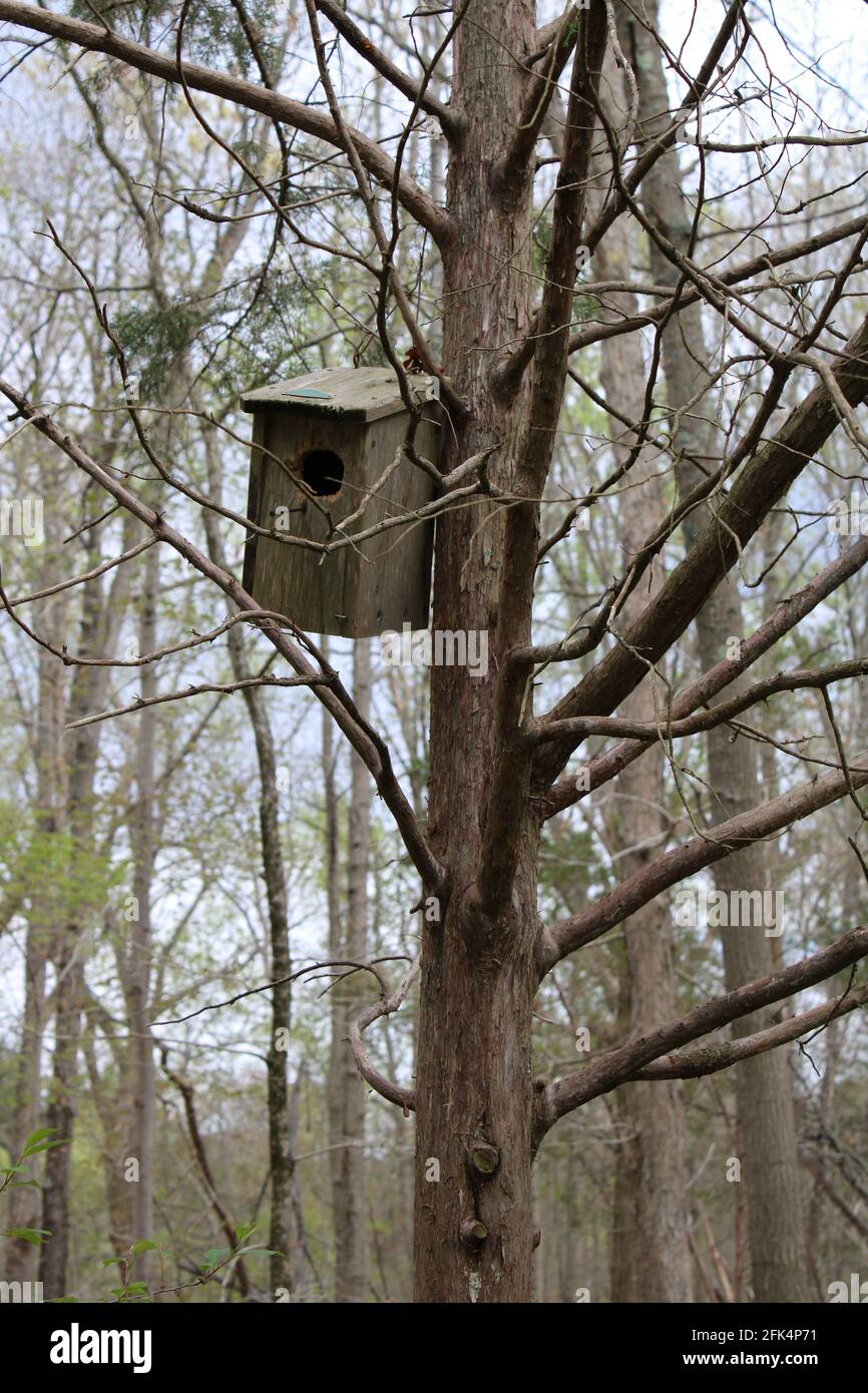 Old dead cedar tree hi-res stock photography and images - Alamy