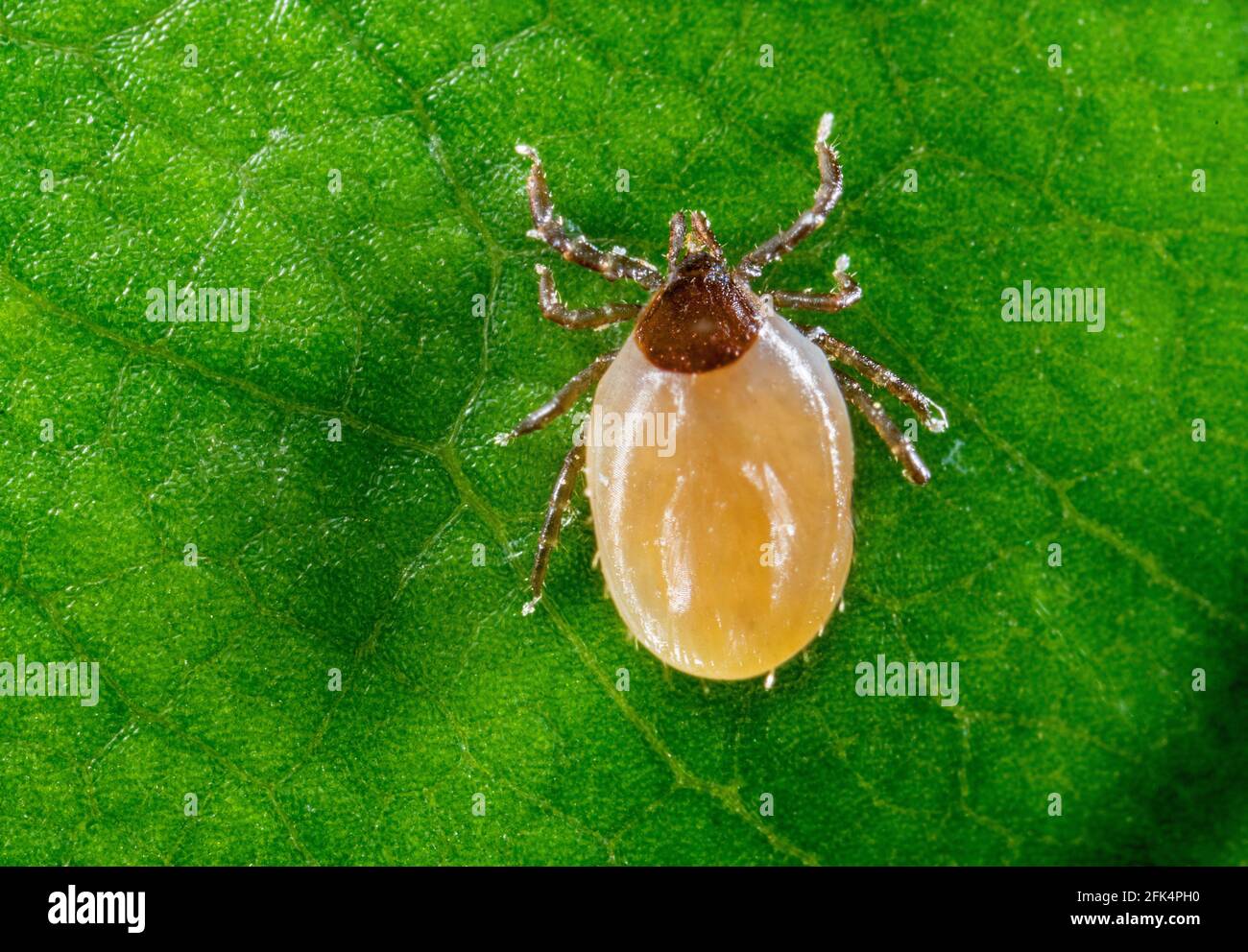 dangerous white tick, ultramacro photo, here: Tick smaller than 2mm ...