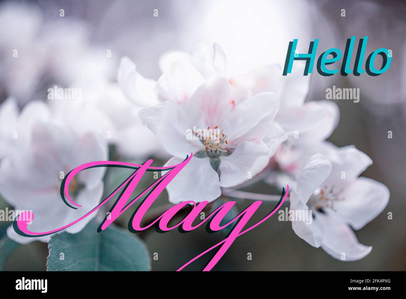 Cherry blossoms in full bloom. Hello May wallpaper, spring garden ...