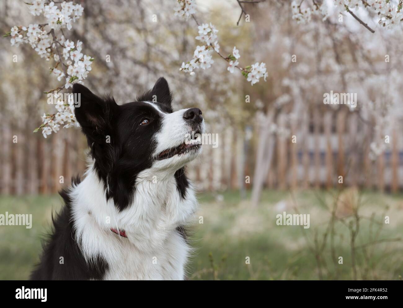 Adorable Border Collie Looks Up during Spring in front of White ...
