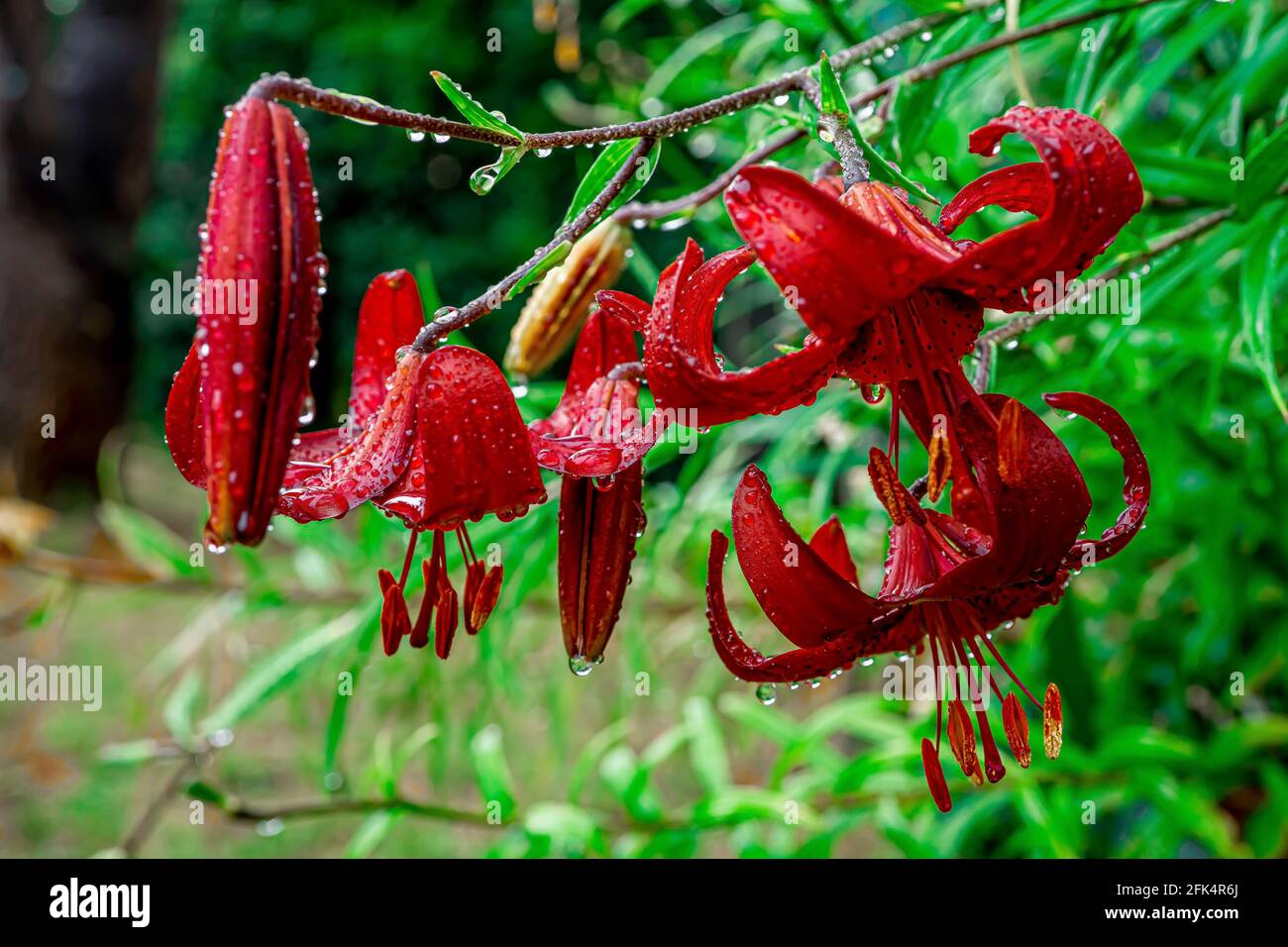 Tiger Lily Plant Leaves
