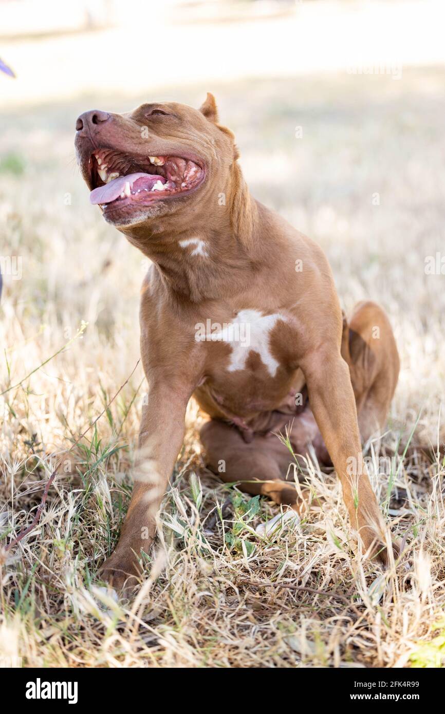 Scratches in hi-res stock photography and images - Alamy