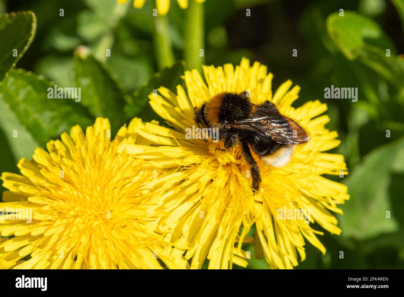 Bumblebee, a pollinator insect, on common dandelion (Taraxacum ...