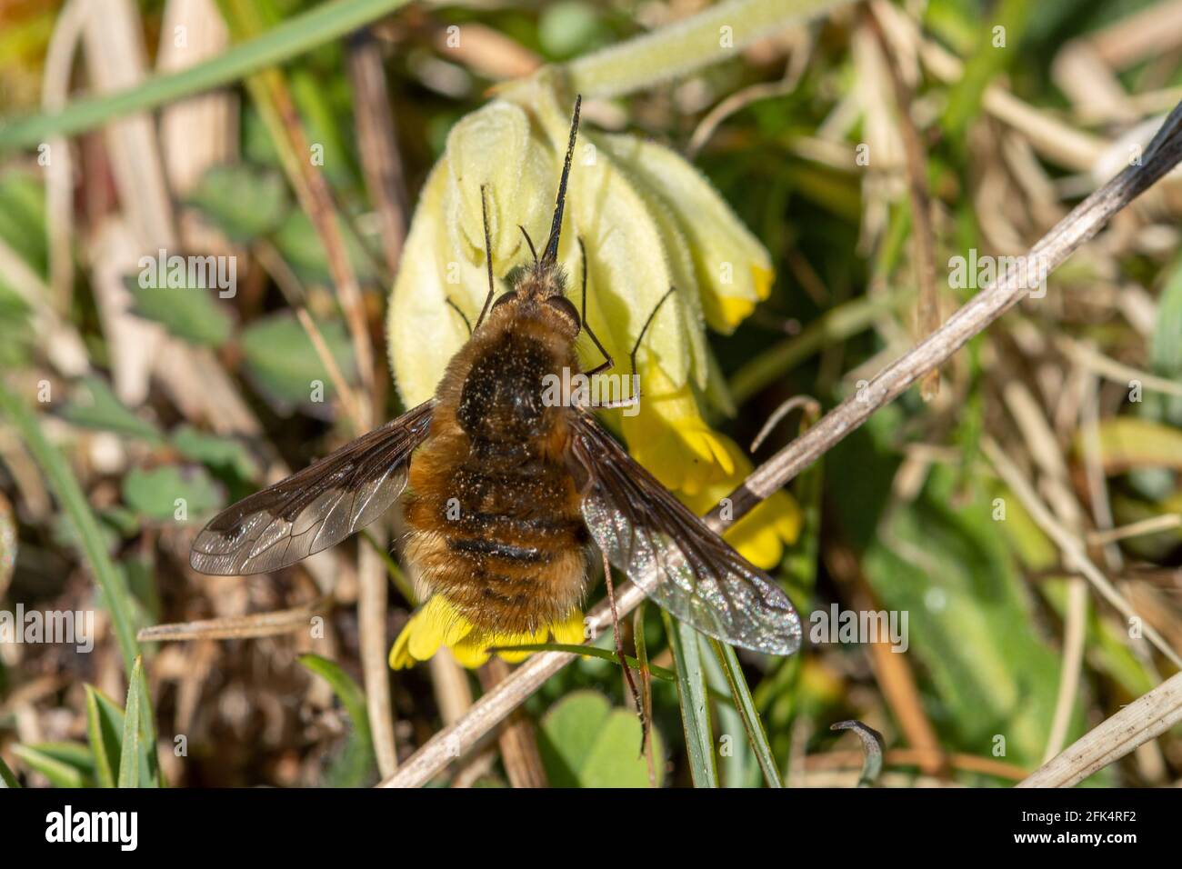 Dark-edged bee-fly (Bombylius major), also called large bee-fly ...