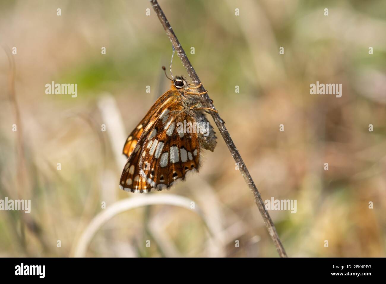 Duke of Burgundy butterfly (Hamearis lucina). A newly emerged female on ...