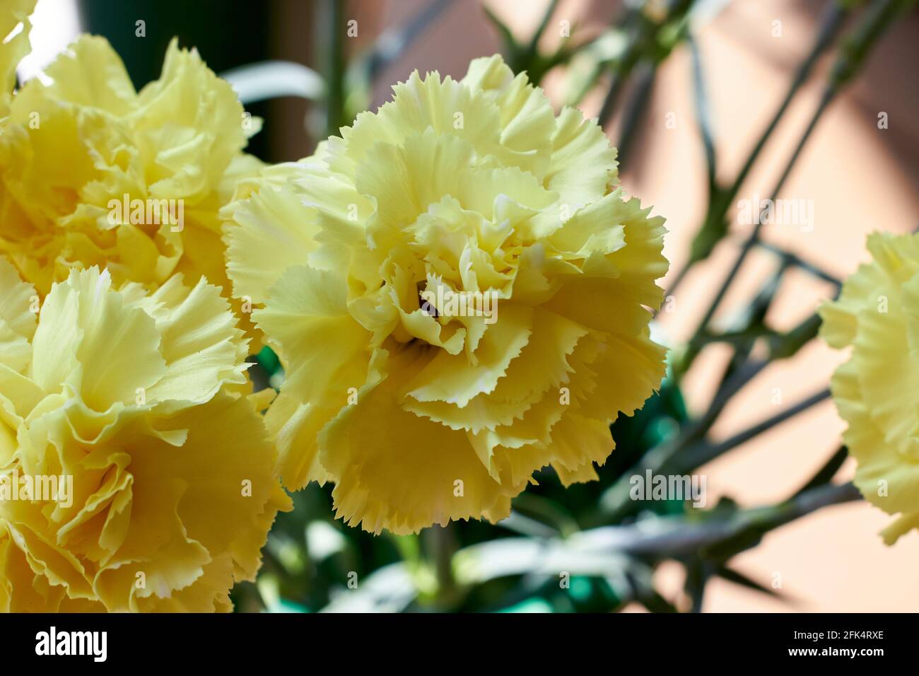 Yellow carnations hi-res stock photography and images - Alamy