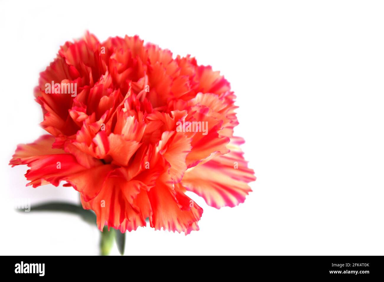 Carnation plant hi-res stock photography and images - Alamy