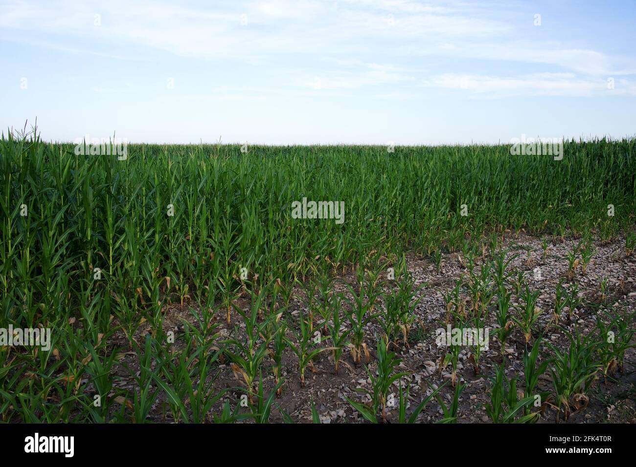 Green field corn plantation hi-res stock photography and images - Alamy