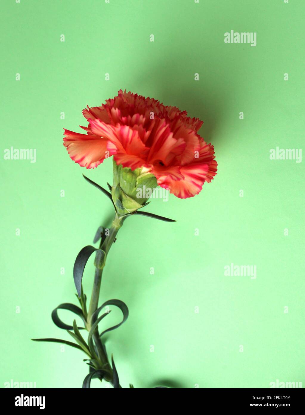 Carnation red hi-res stock photography and images - Alamy