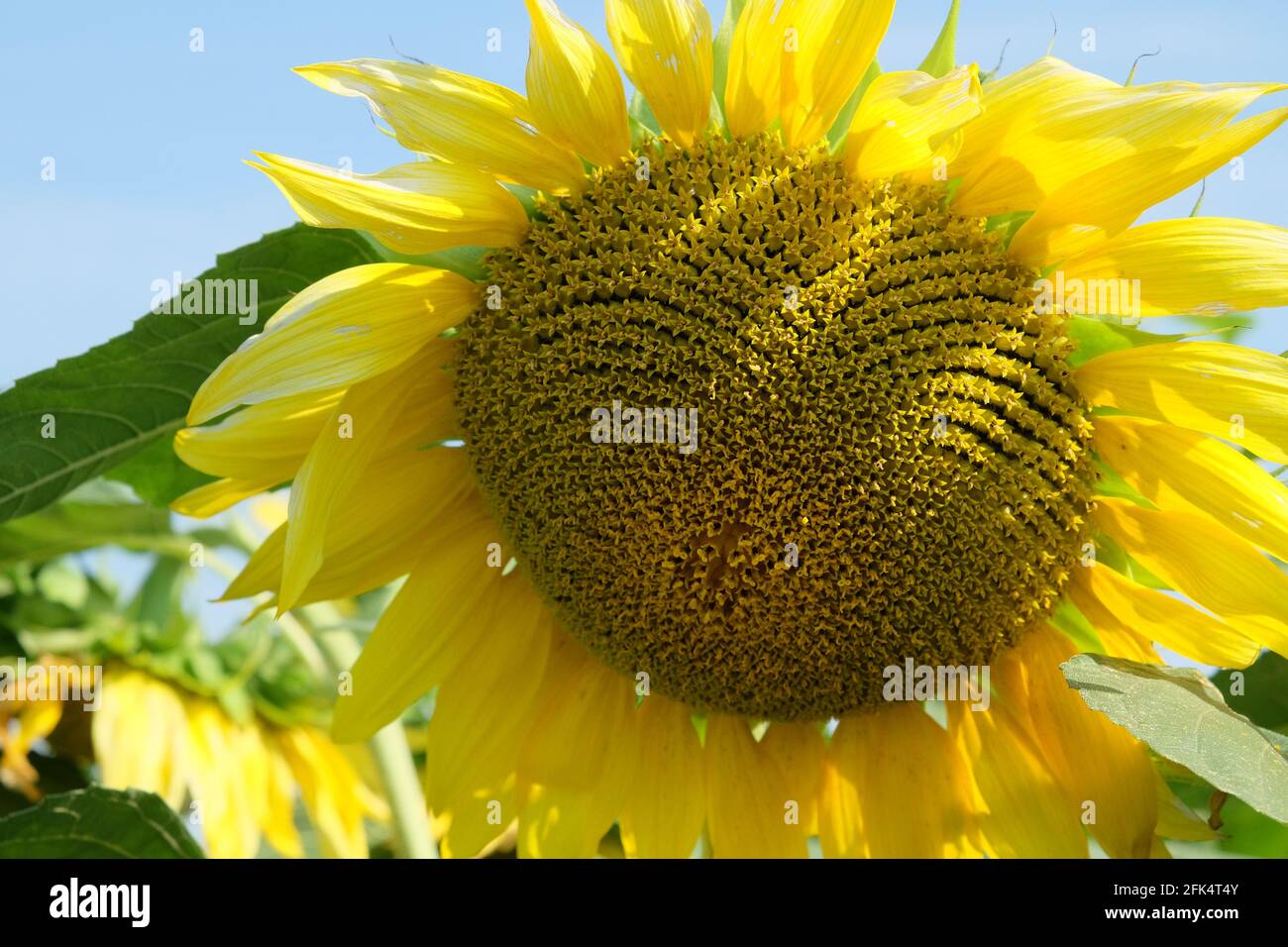 Sunflower single seed hi-res stock photography and images - Alamy