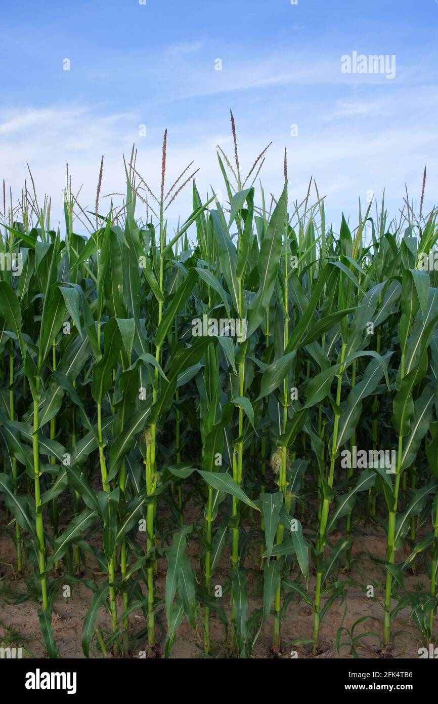 Plants of corn on a farm field under a blue sky. Agricultural landscape ...