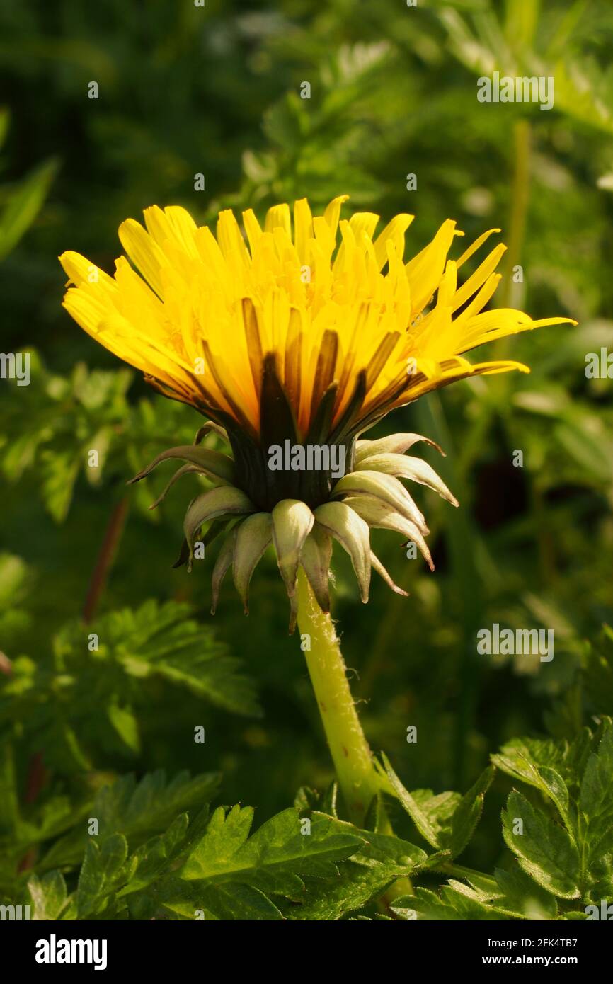 A close up sideways view of a single Dandelion flower showing the ...