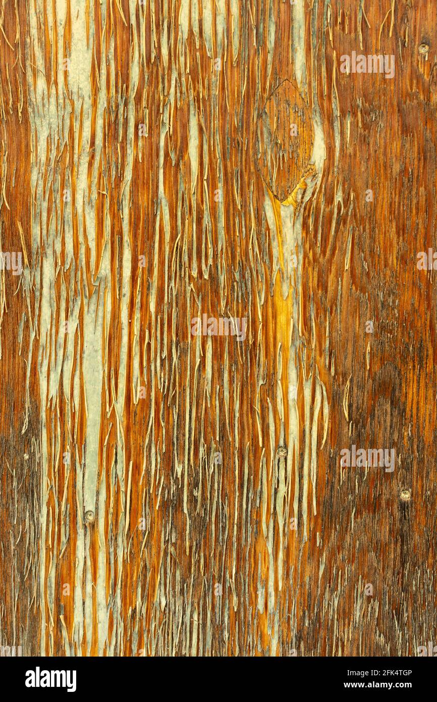 Detailed vibrant orange tree bark verticaltexture Stock Photo - Alamy
