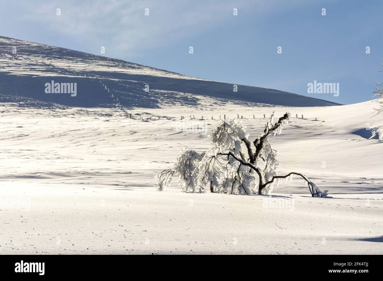 Snow and snow-covered trees in Sancy massif, Puy de Dome department ...