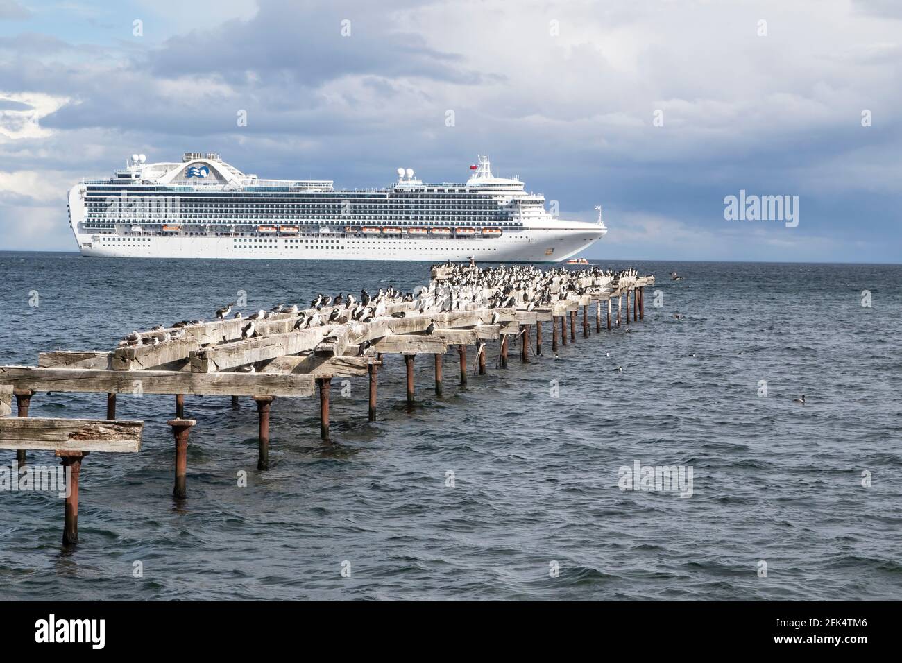 imperial cormorant or imperial shag, Leucocarbo atriceps, showing ...