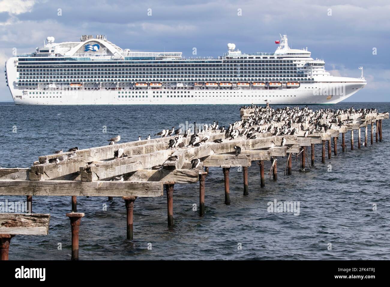 imperial cormorant or imperial shag, Leucocarbo atriceps, showing ...