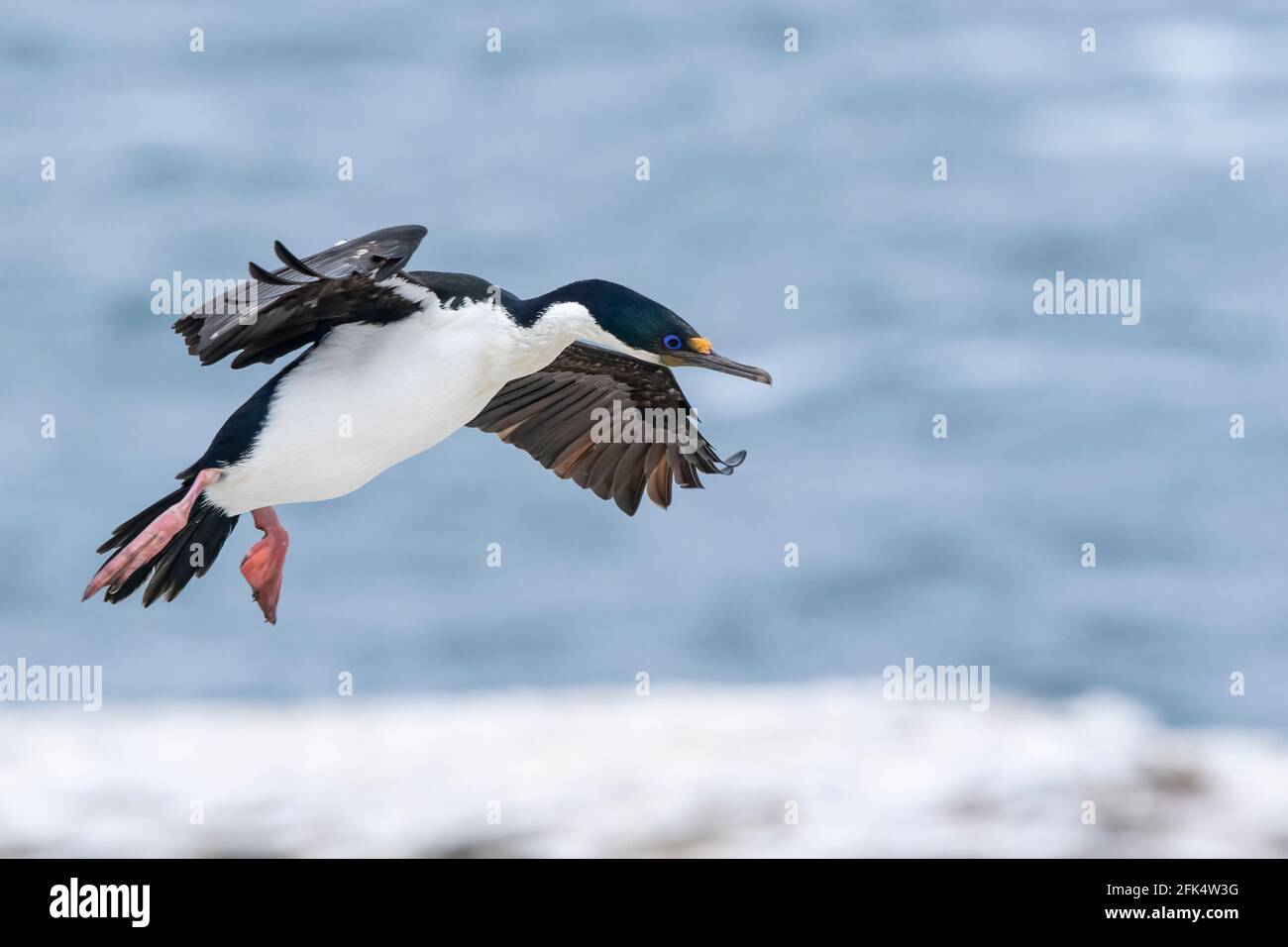 imperial cormorant or imprerial shag, Leucocarbo atriceps, single adult ...