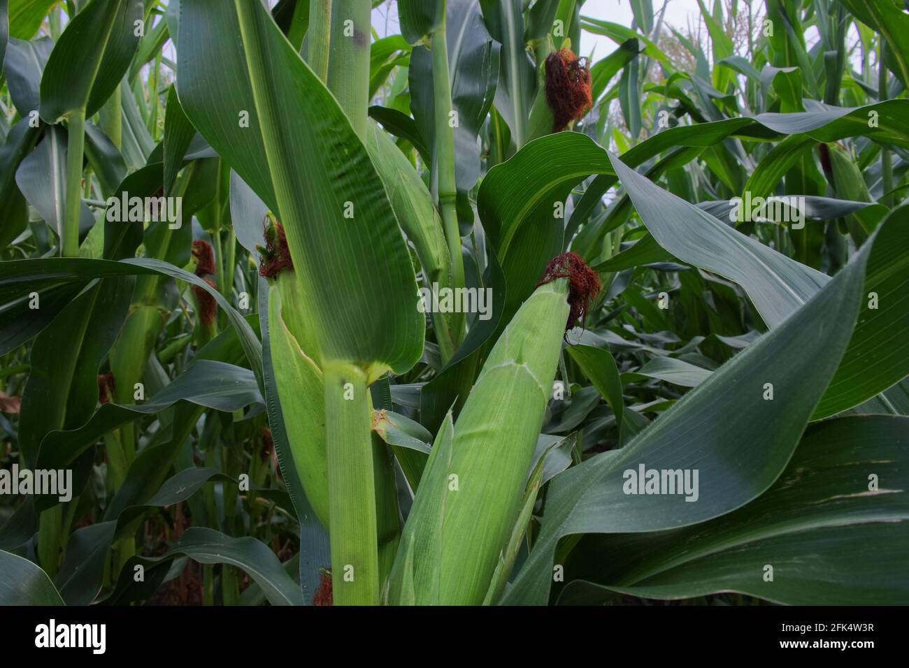 Corn cobs on stalks. Young agricultural plants in summer. Ripening ...