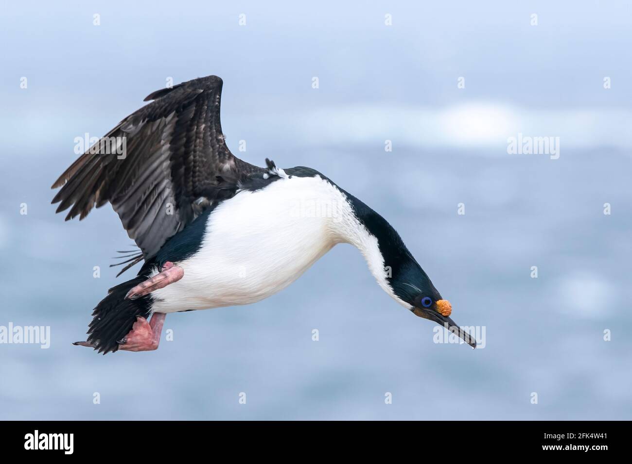 imperial cormorant or imprerial shag, Leucocarbo atriceps, single adult ...