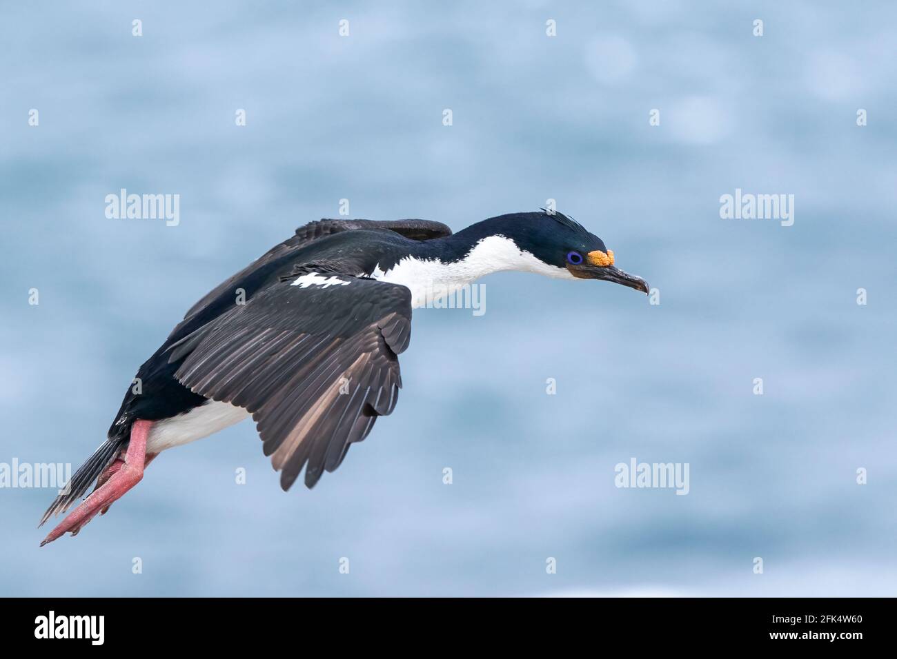 Imperial cormorants chile hi-res stock photography and images - Alamy