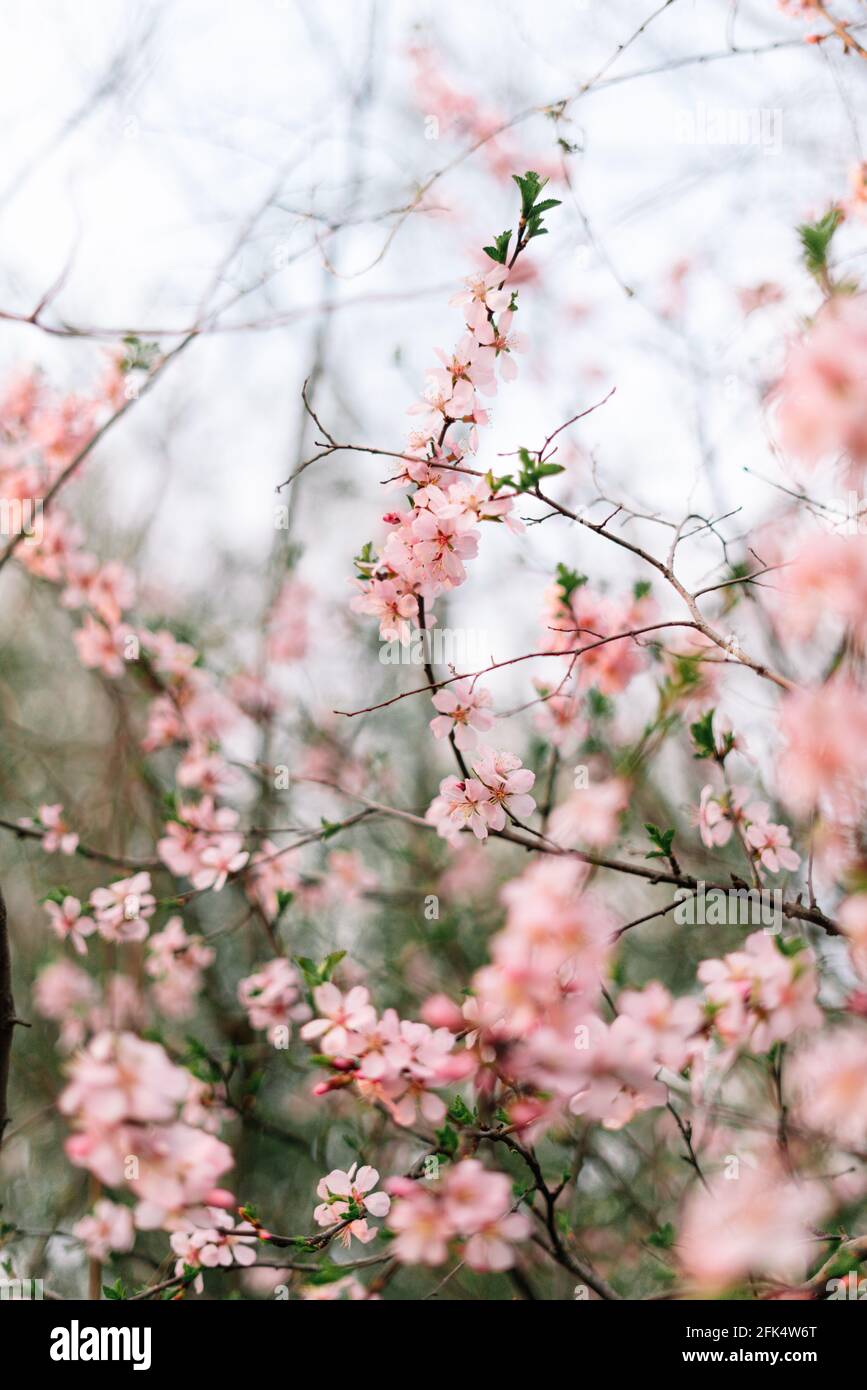 Spring blossom background. Beautiful nature scene with blooming tree ...