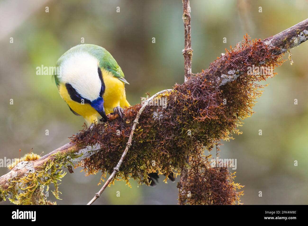 Inca jay, Cyanocorax yncas, single adult perched in tree in rain forest ...