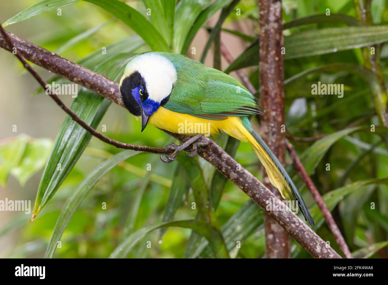 Inca jay, Cyanocorax yncas, single adult perched in tree in rain forest ...