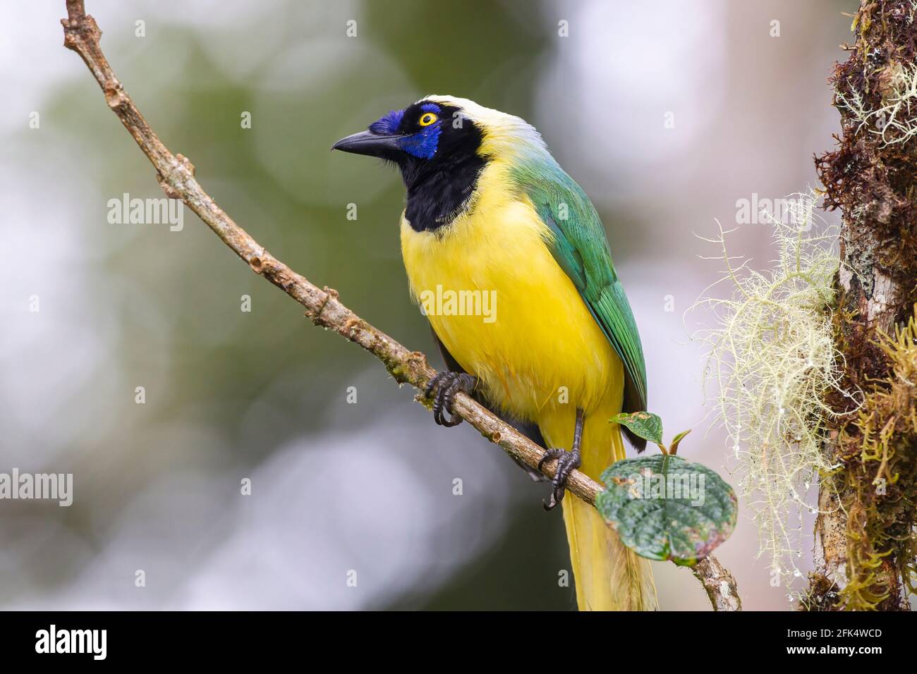 Inca jay, Cyanocorax yncas, single adult perched in tree in rain forest ...