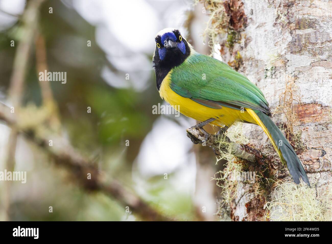 Cyanocorax incas hi-res stock photography and images - Alamy