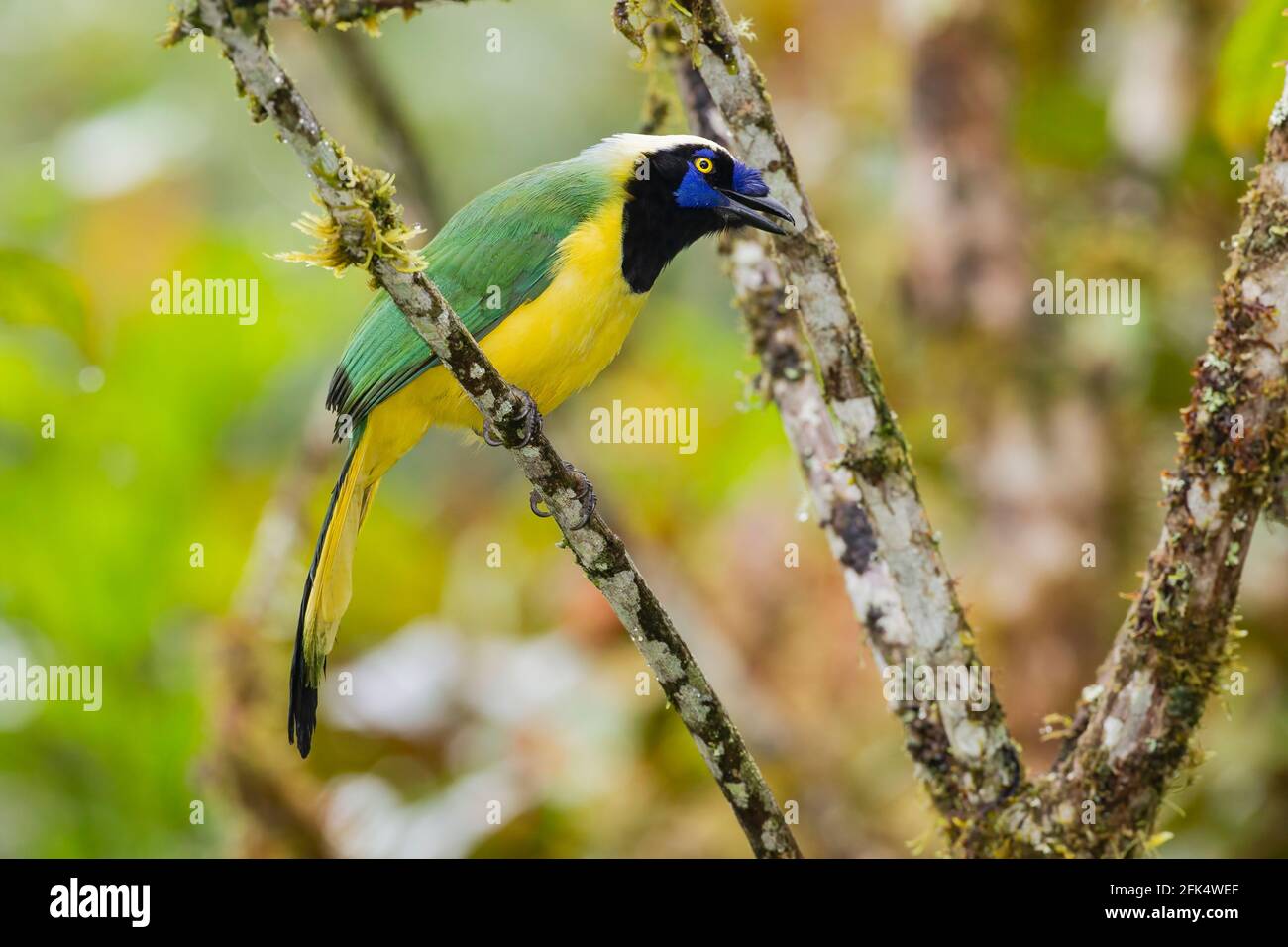 Inca jay, Cyanocorax yncas, single adult perched in tree in rain forest ...