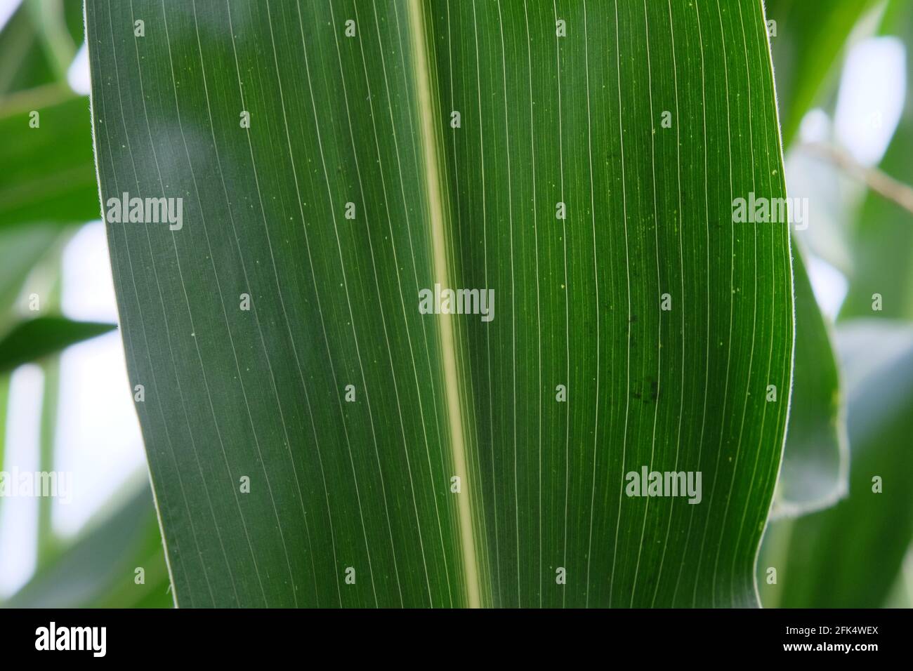 Green corn leaf texture hi-res stock photography and images - Alamy