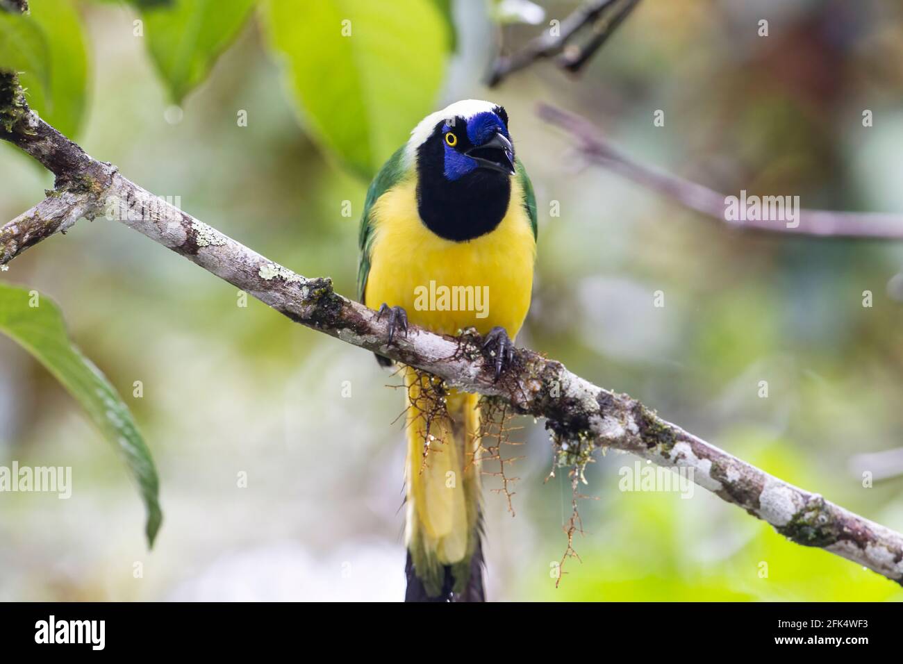 Inca jay, Cyanocorax yncas, single adult perched in tree in rain forest ...