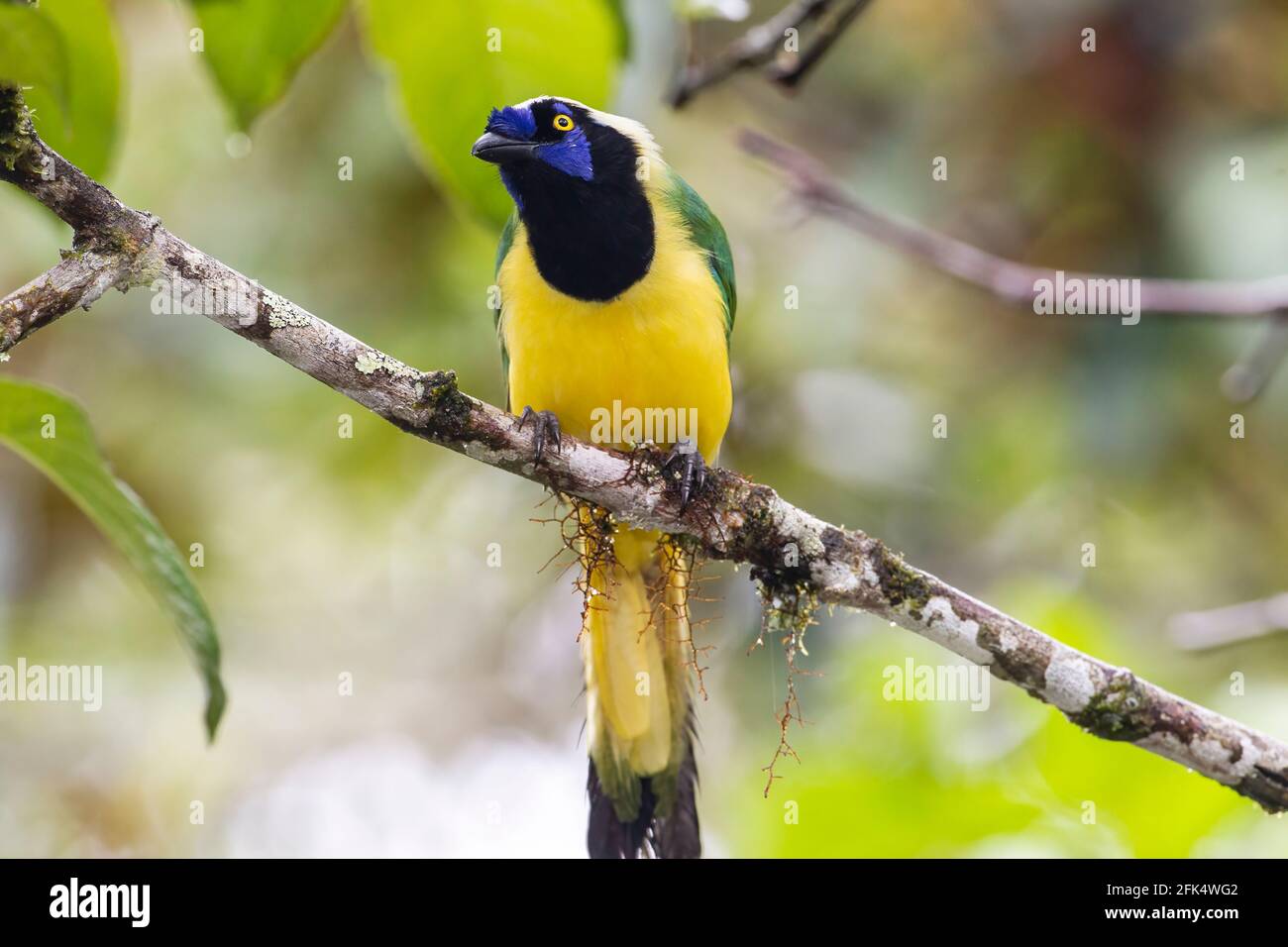 Inca jay, Cyanocorax yncas, single adult perched in tree in rain forest ...
