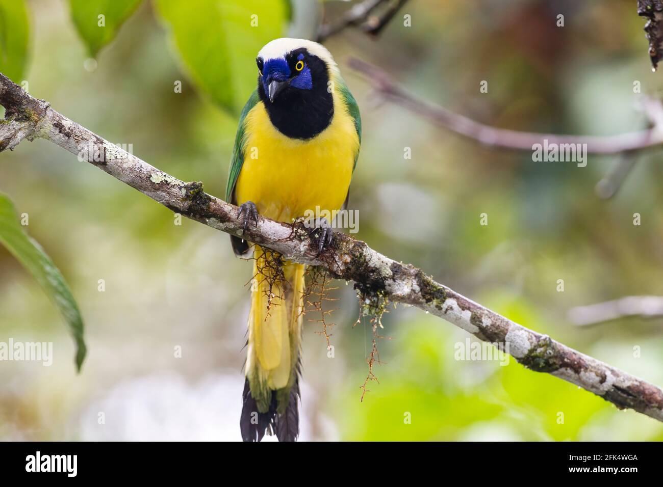 Inca jay, Cyanocorax yncas, single adult perched in tree in rain forest ...