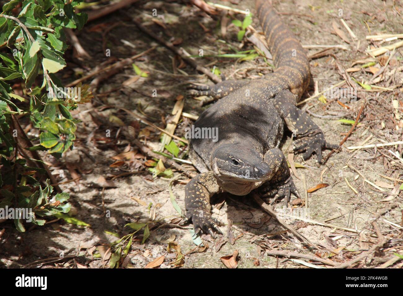 goanna in a zoo in adelaide (australia Stock Photo - Alamy