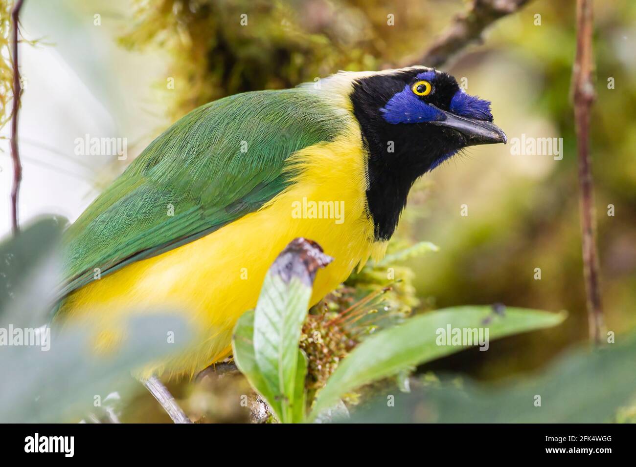 Inca jay, Cyanocorax yncas, single adult perched in tree in rain forest ...