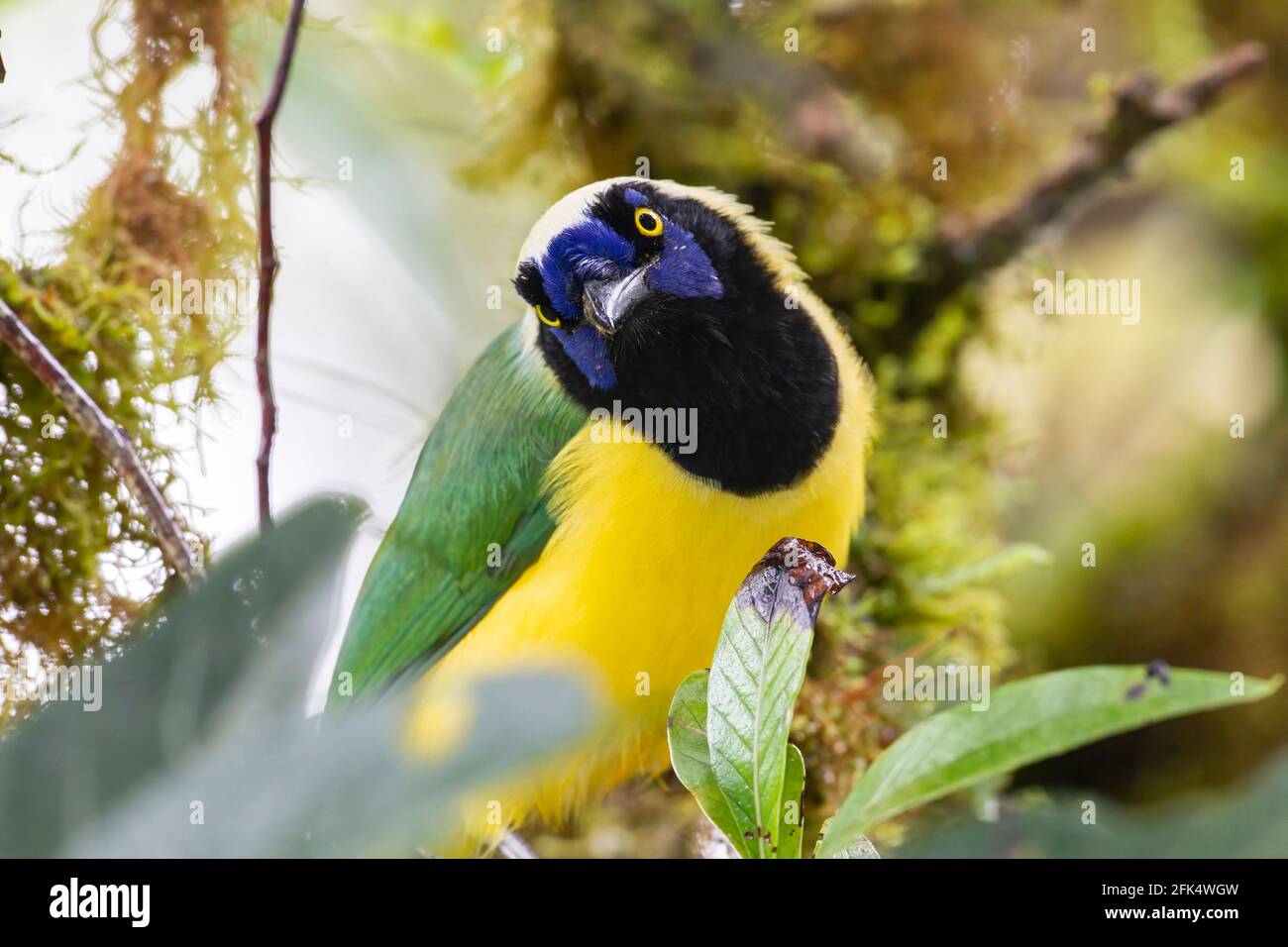 Inca jay, Cyanocorax yncas, single adult perched in tree in rain forest ...