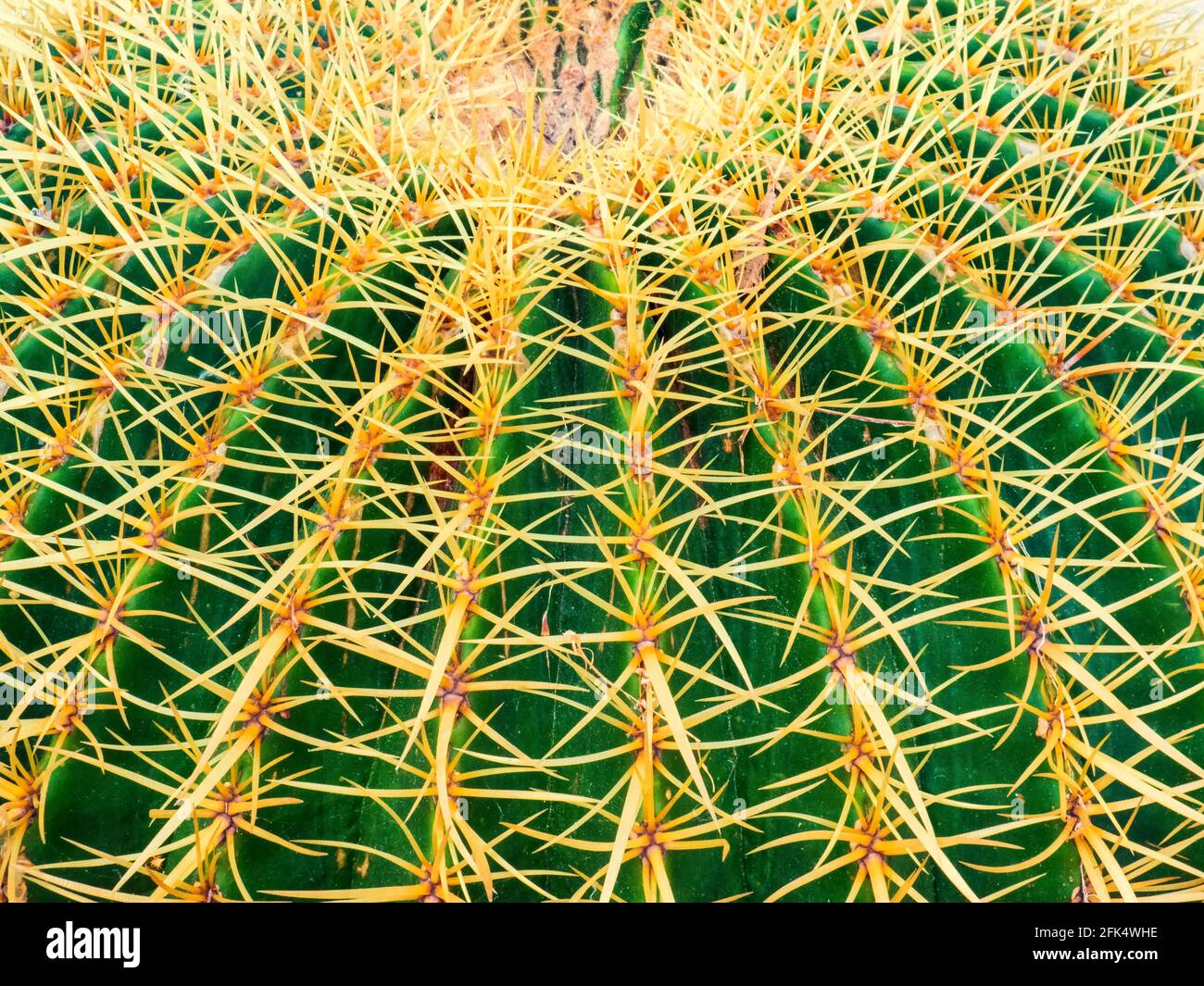 Close-up of the thorns of a cactus Stock Photo - Alamy