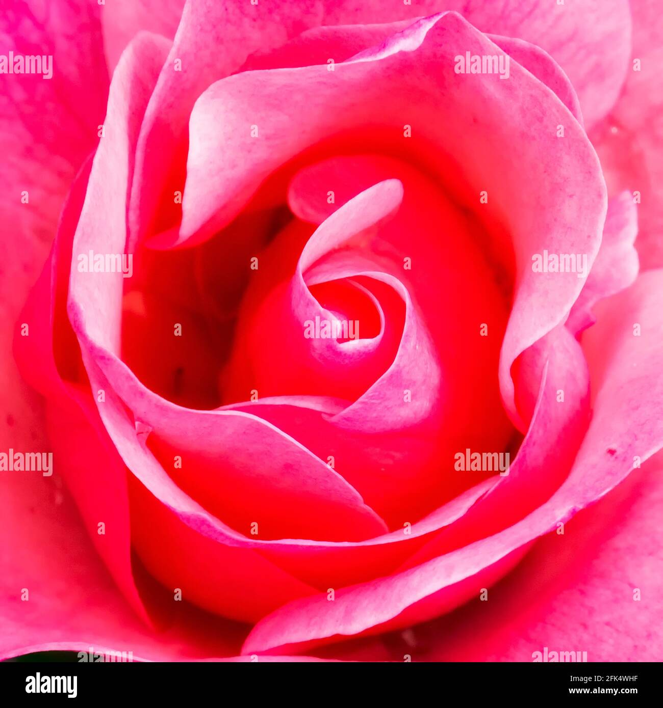 Spring rose spain hi-res stock photography and images - Alamy
