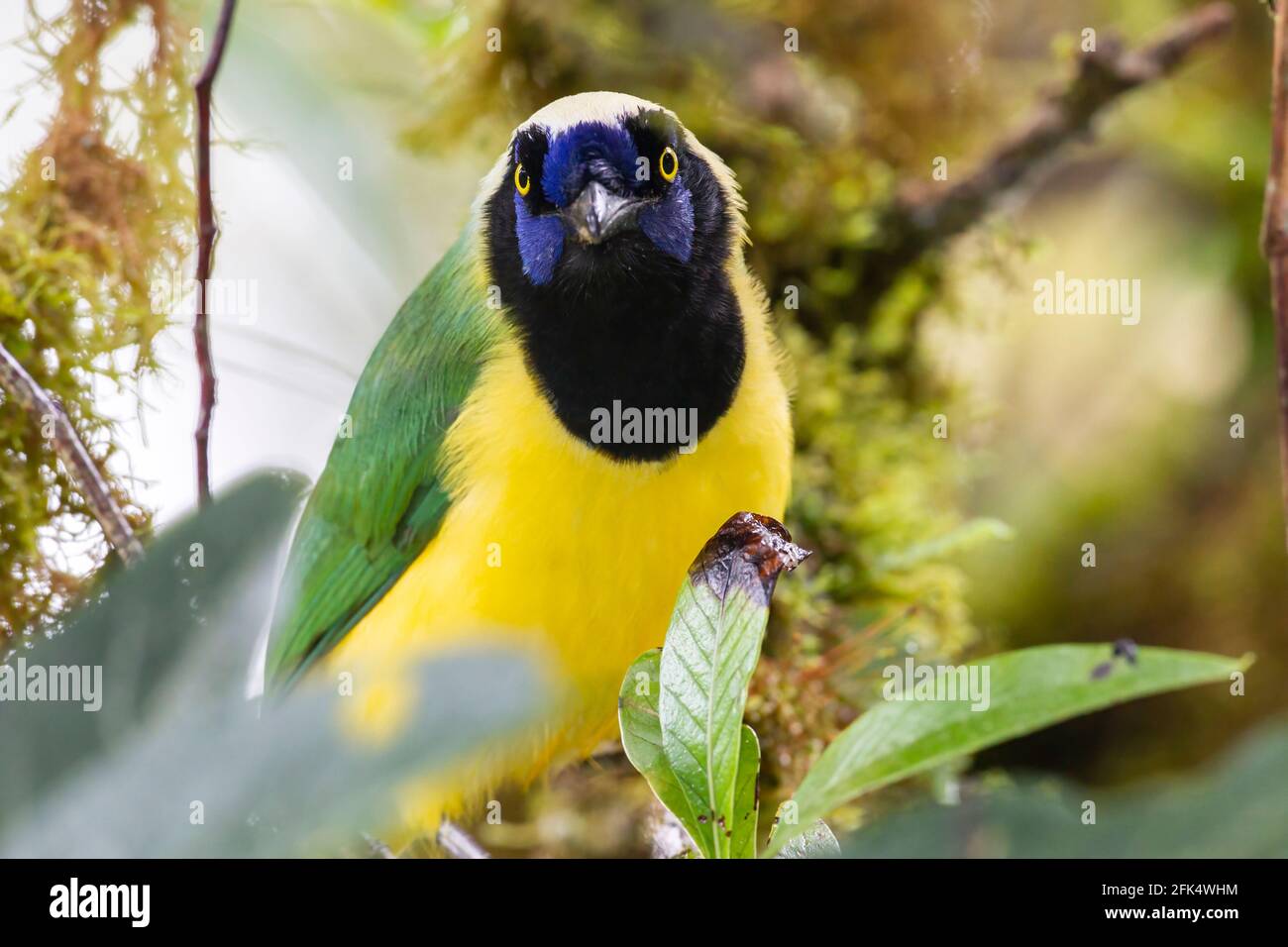 Cyanocorax incas hi-res stock photography and images - Alamy