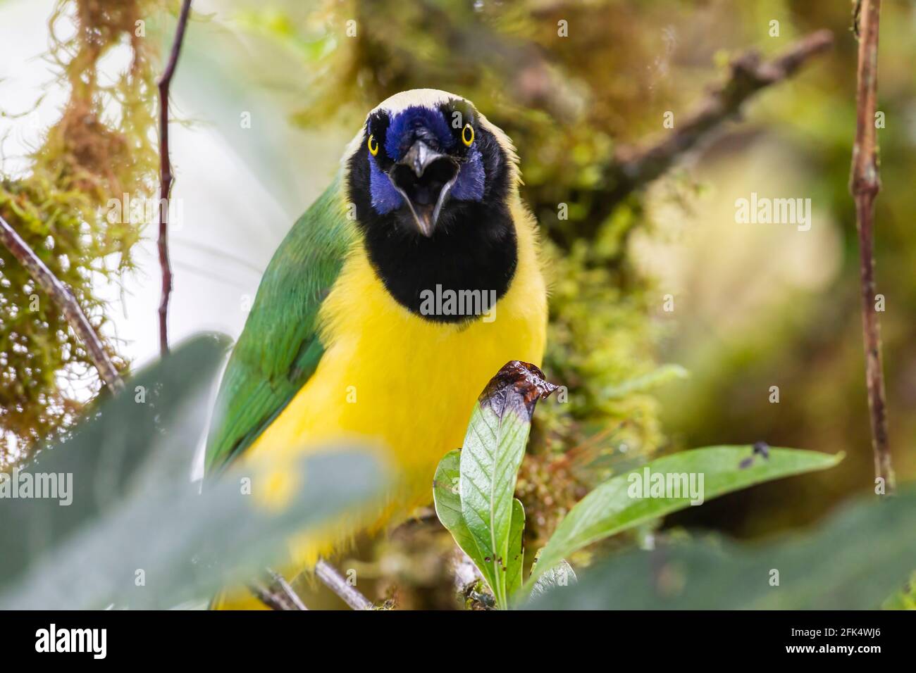 Inca jay, Cyanocorax yncas, single adult perched in tree in rain forest ...