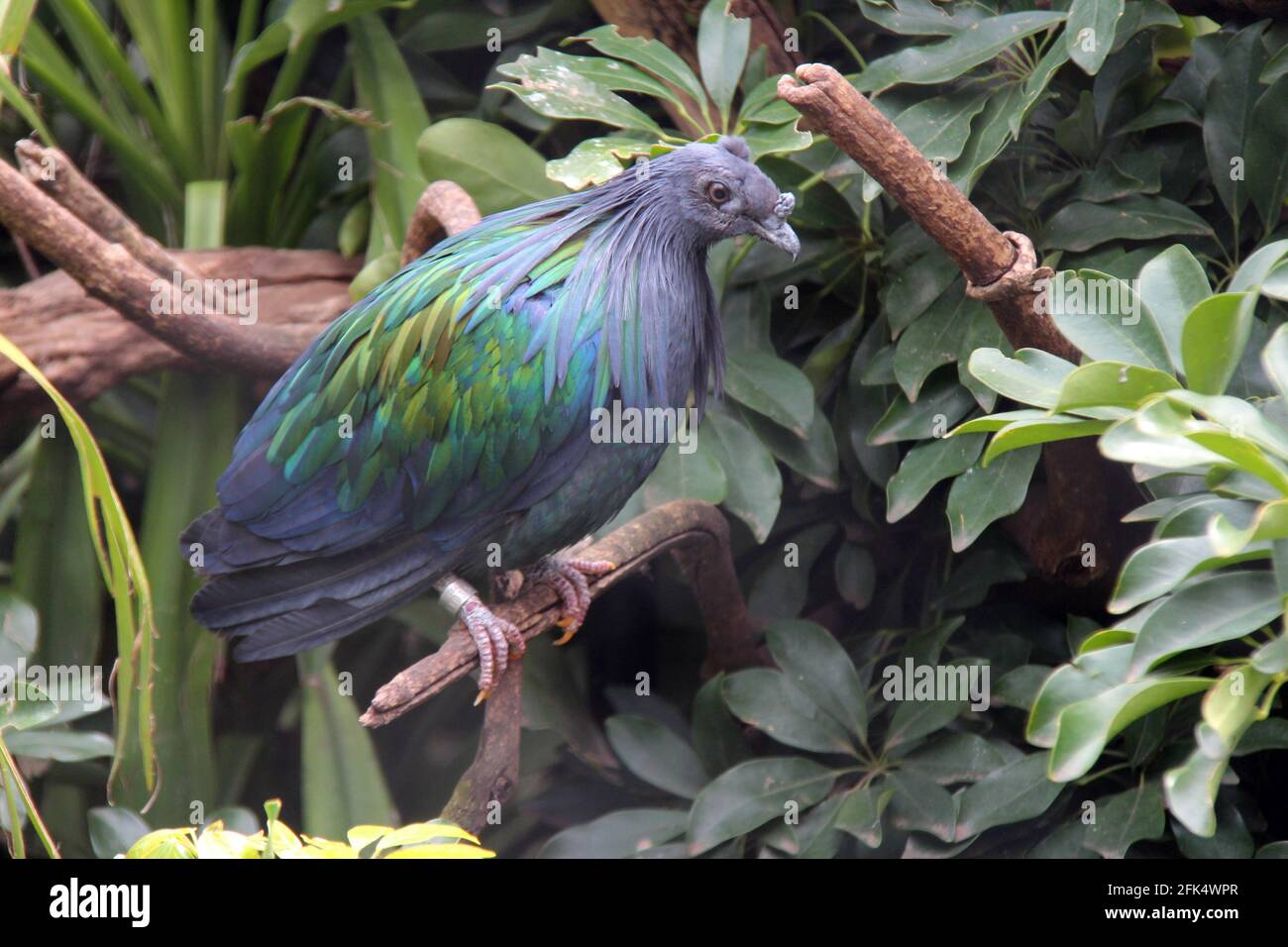 Oiseau pigeon nicobar hi-res stock photography and images - Alamy