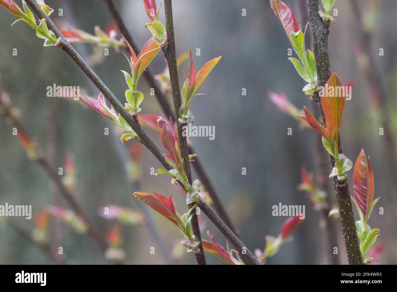 bird cherry, prunus padus spring buds and leaves closeup selective ...